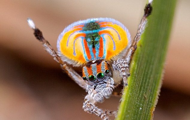 Male spiders use rainbow colors and dancing to find females • Earth.com
