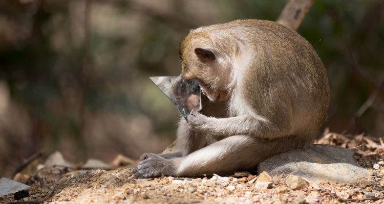 Peek-a-boo! Monkeys can recognize themselves in the mirror • Earth.com