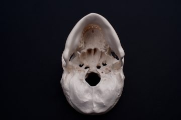 What came first, bipedalism or the human skull? • Earth.com