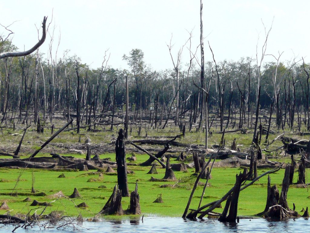 The Amazon’s floodplains leave it vulnerable to devastating fires ...