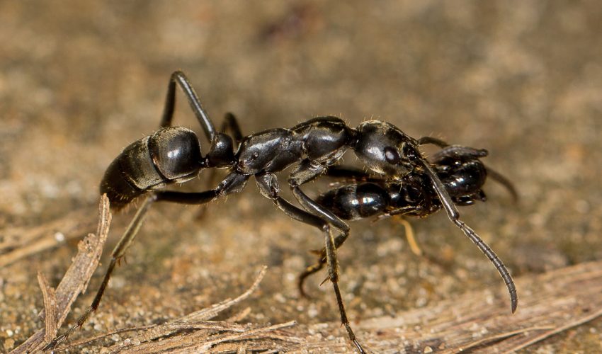 Ants have each other’s backs and rescue their injured • Earth.com