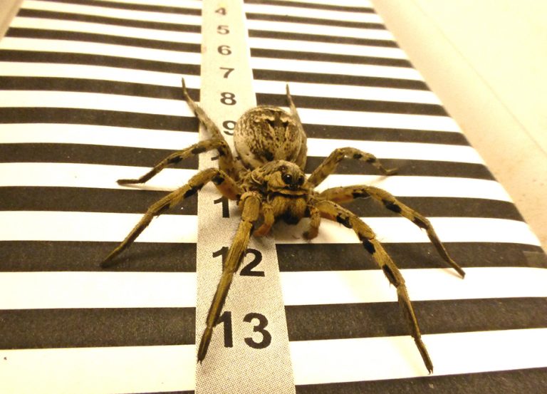 How spiders use their eyes as an odometer to measure distance • Earth.com