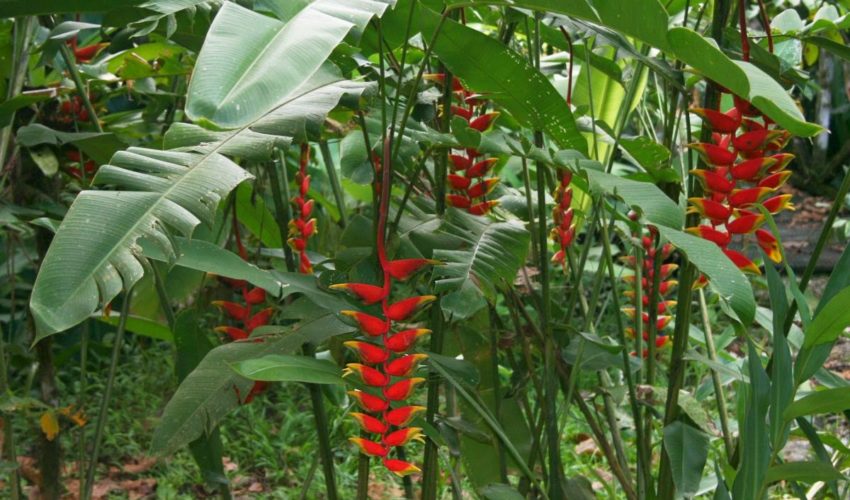 Heliconia Types And Names