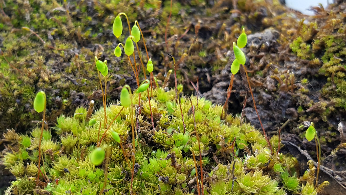 Seligeria Brevifolia -- Earthpedia plant