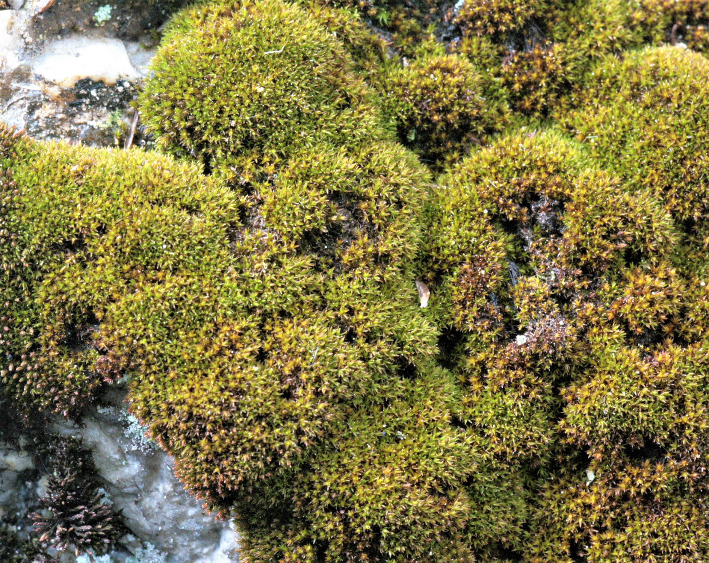 Andreaea Crassinervia -- Earthpedia plant