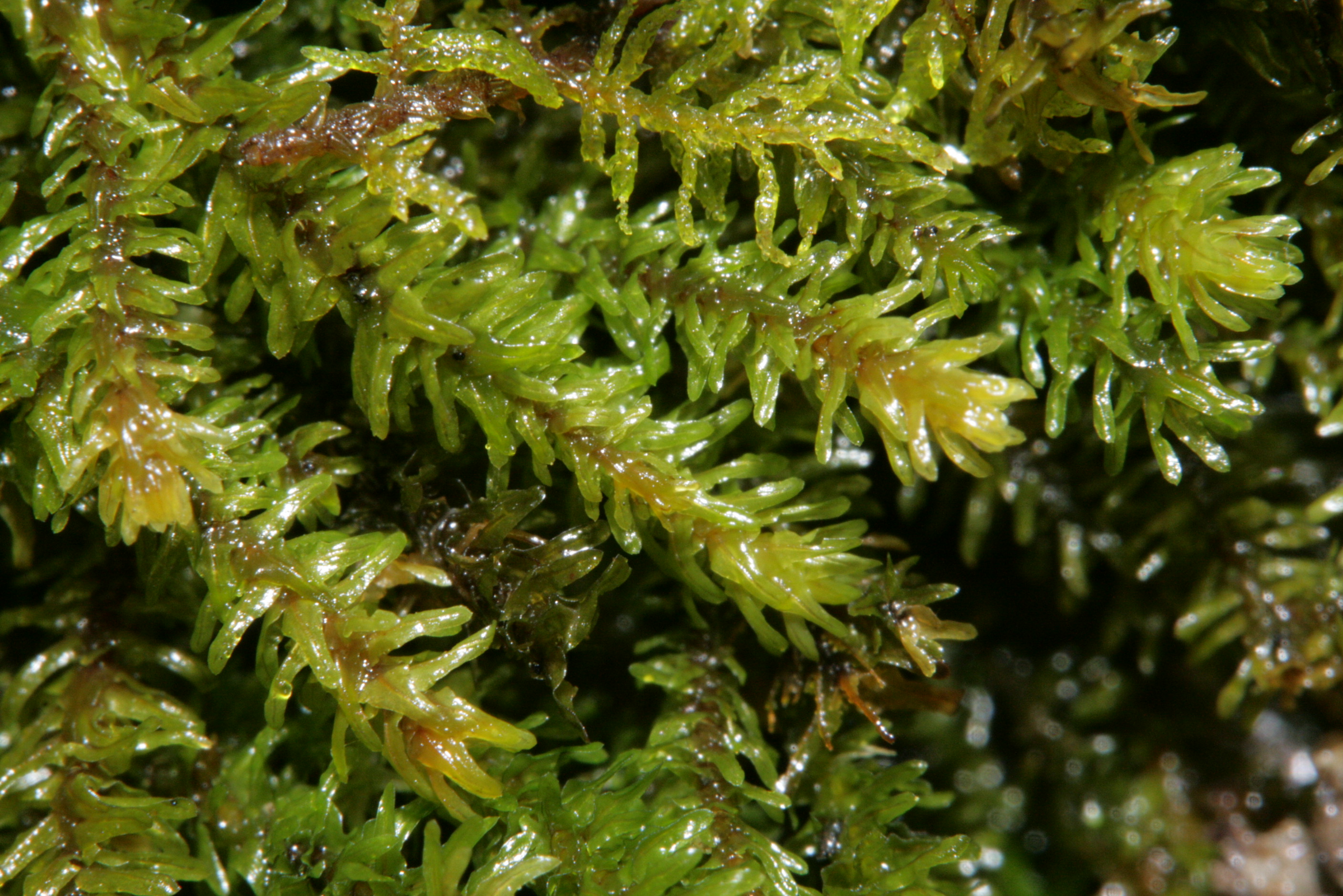 Anomodon Rugelii -- Earthpedia plant