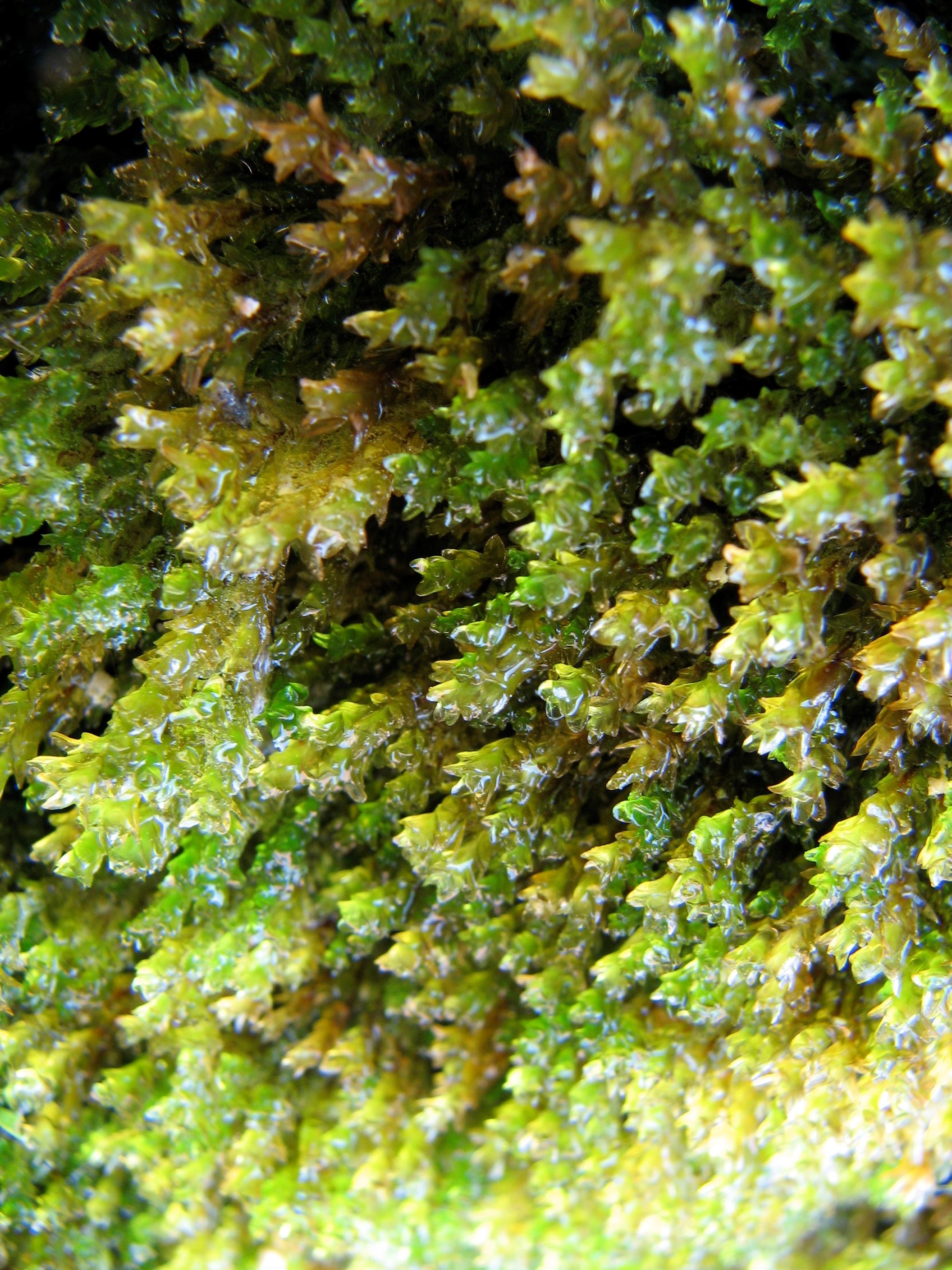 Splachnobryum Obtusum -- Earthpedia plant