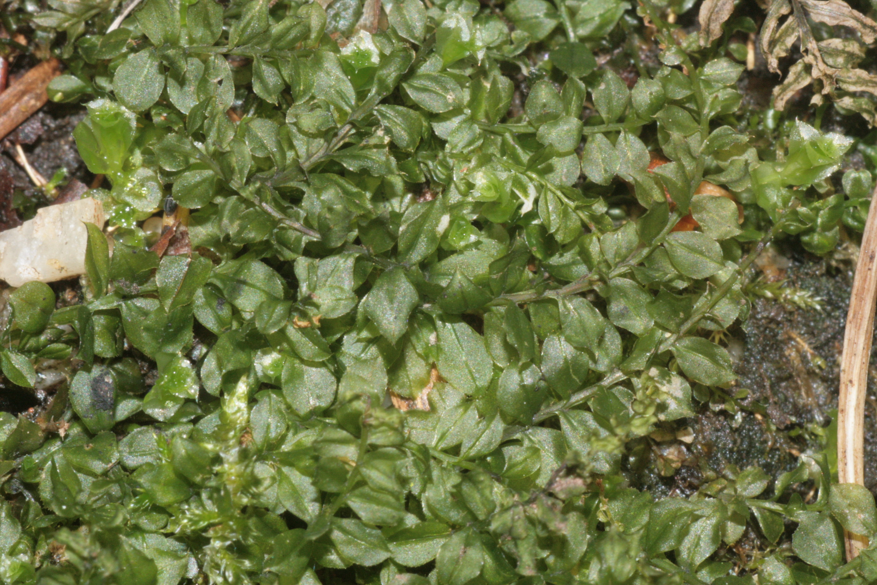 Plagiomnium Cuspidatum -- Earthpedia plant