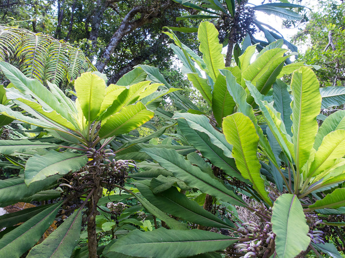 Plantsnap – Identify Plants, Trees, Mushrooms With An App