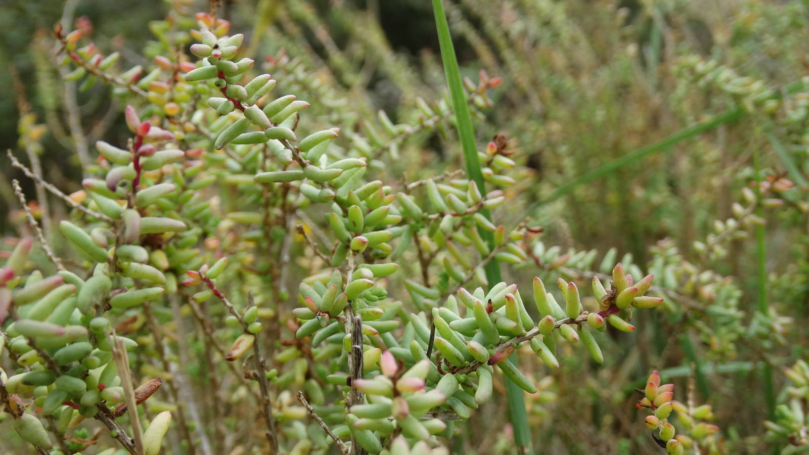 Plantsnap – Identify Plants, Trees, Mushrooms With An App