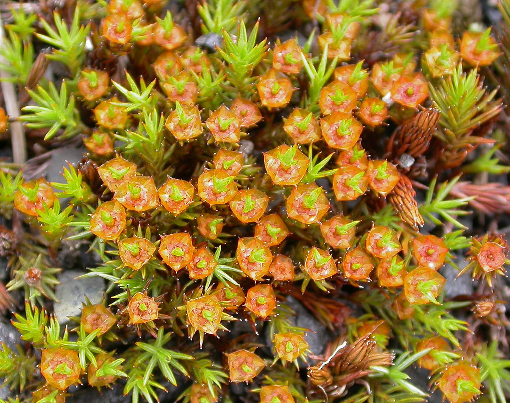 Polytrichum Hyperboreum -- Earthpedia plant