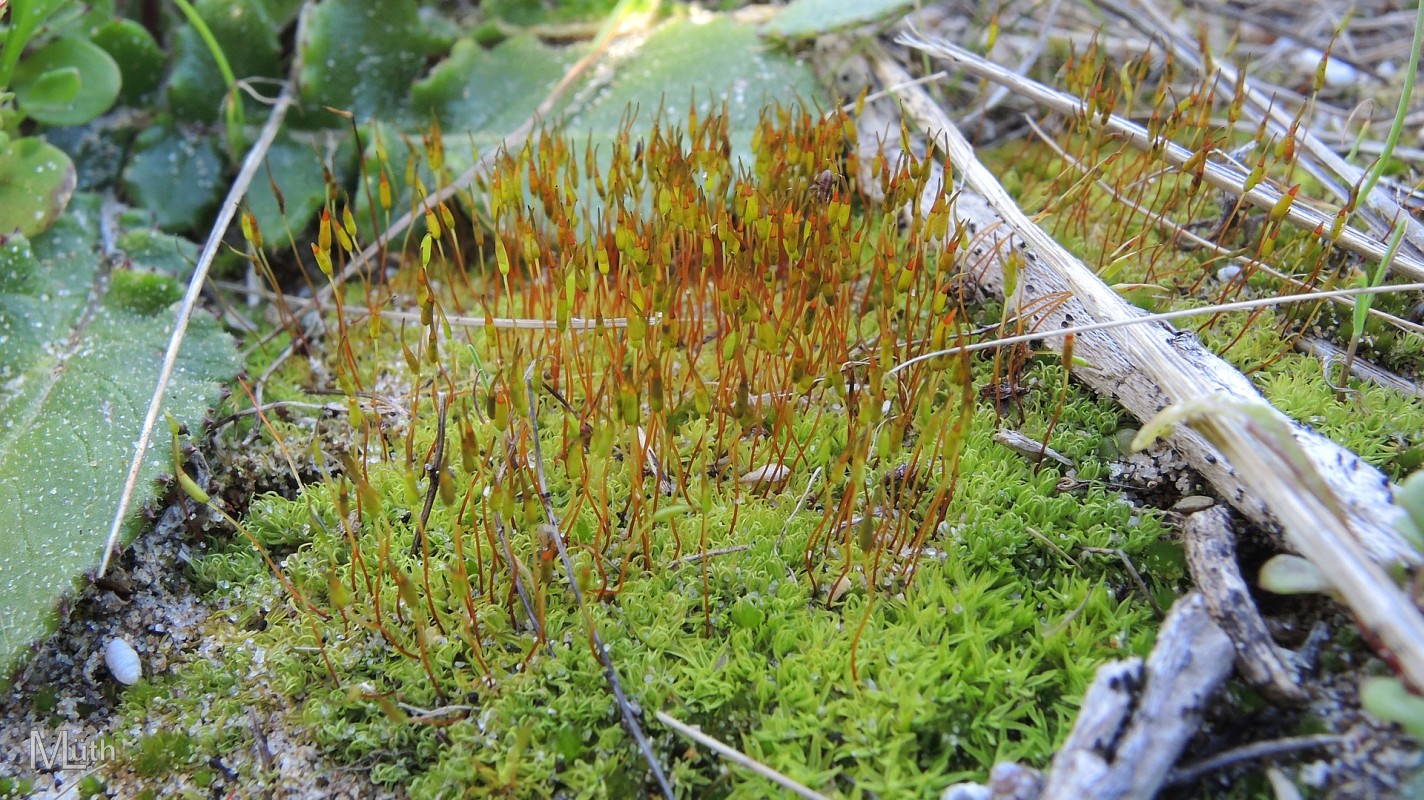 Tortella Flavovirens -- Earthpedia plant
