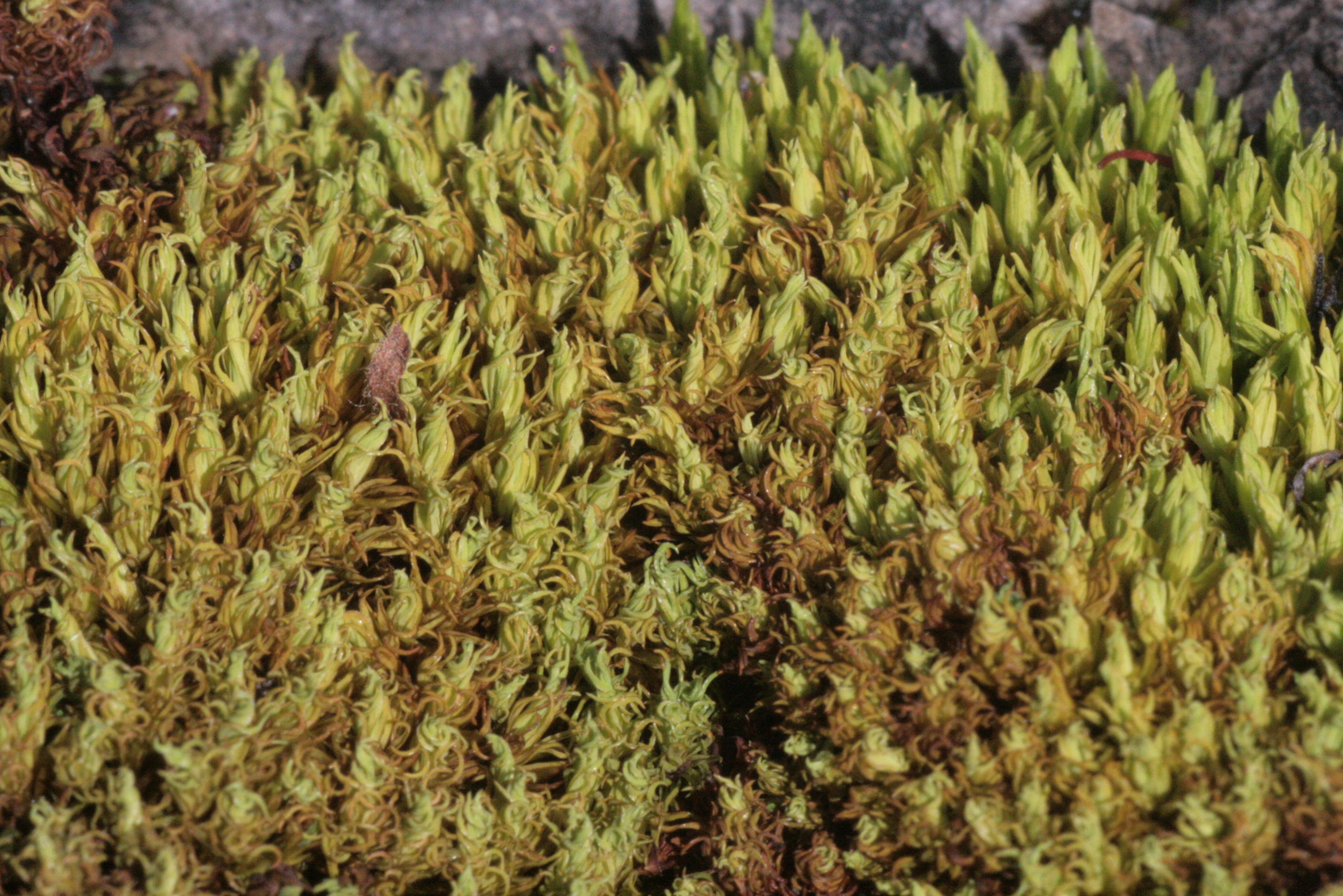 Tortella Inclinata -- Earthpedia plant