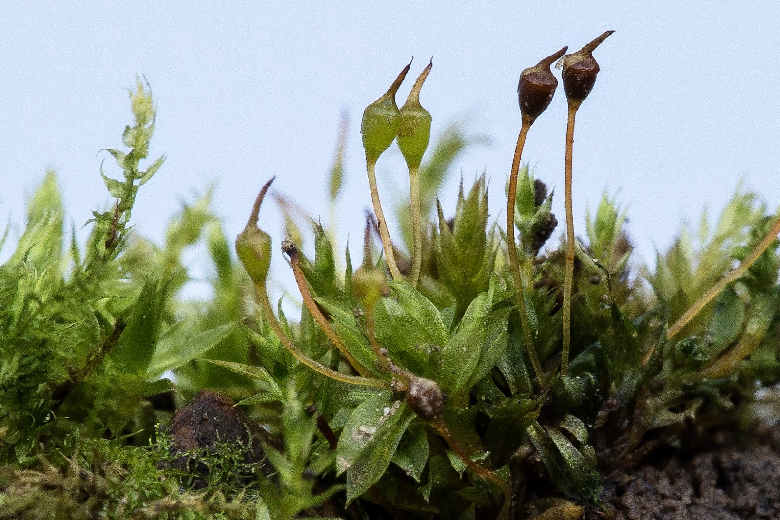 Plantsnap – Identify Plants, Trees, Mushrooms With An App