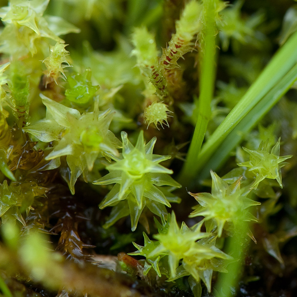 Dicranella Pacifica -- Earthpedia plant