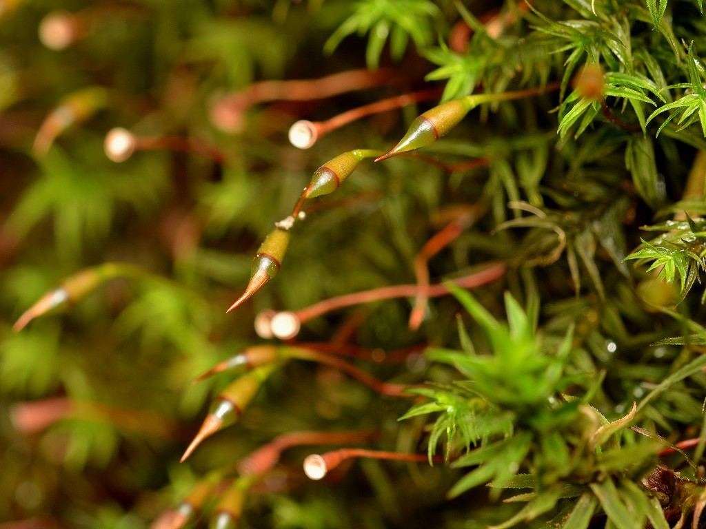 Bartramiopsis Lescurii -- Earthpedia plant