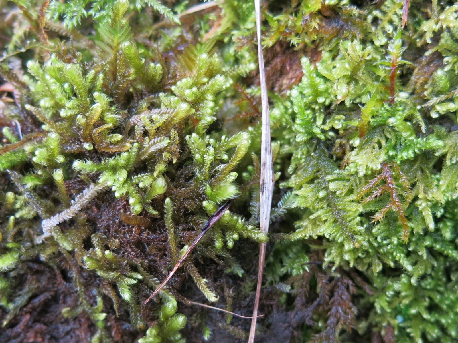 Dicranum Condensatum -- Earthpedia plant