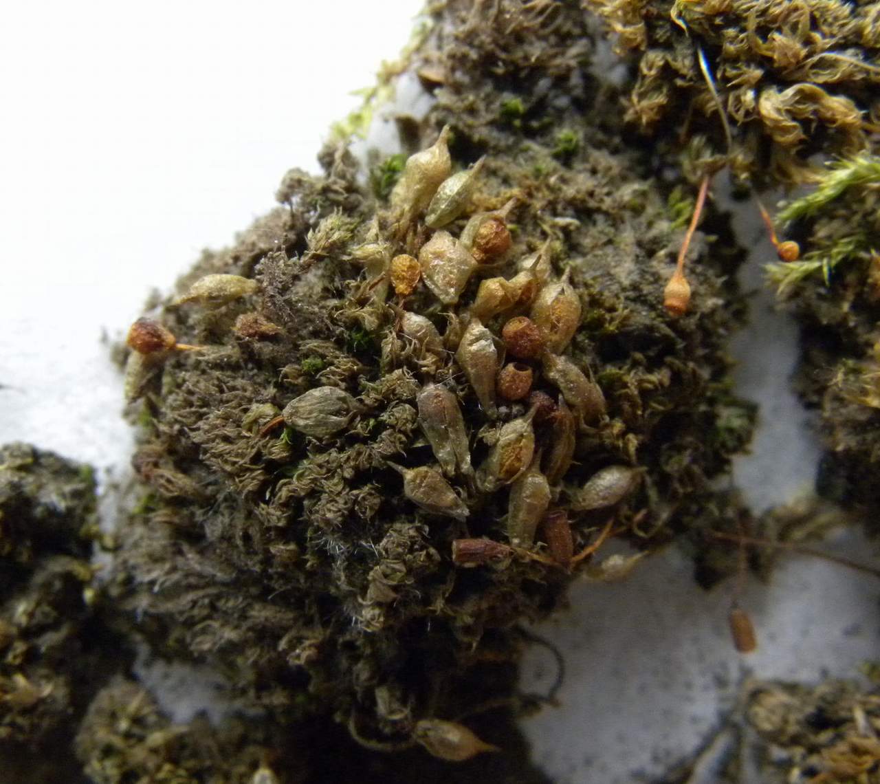 Pyramidula Tetragona -- Earthpedia plant