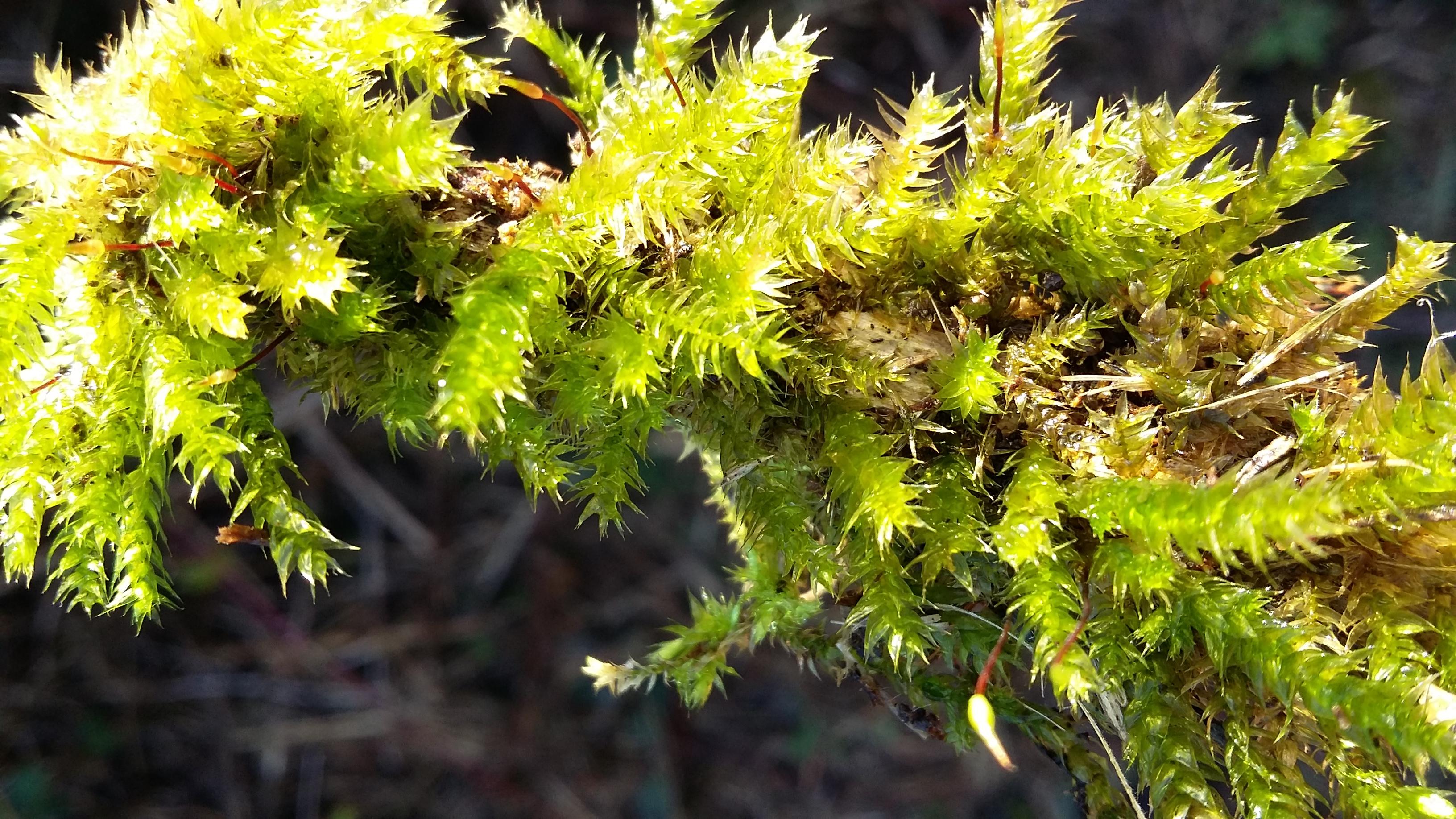 Plantsnap – Identify Plants, Trees, Mushrooms With An App