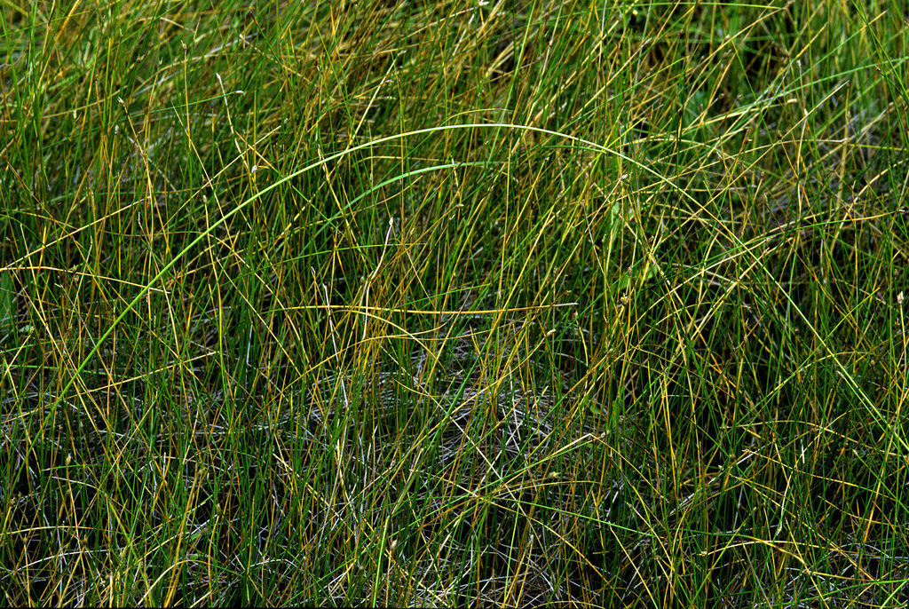 Eleocharis Rostellata CalPhotos: Eleocharis Rostellata; Walking Sedge