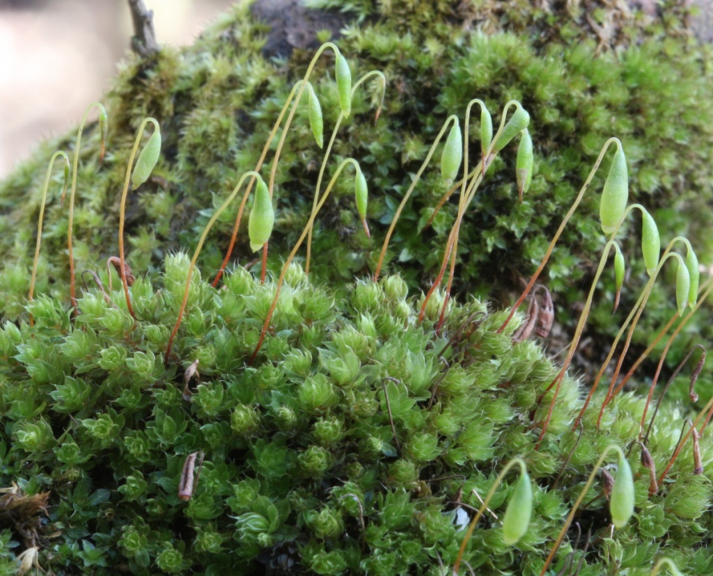 Bryum Calobryoides -- Earthpedia plant