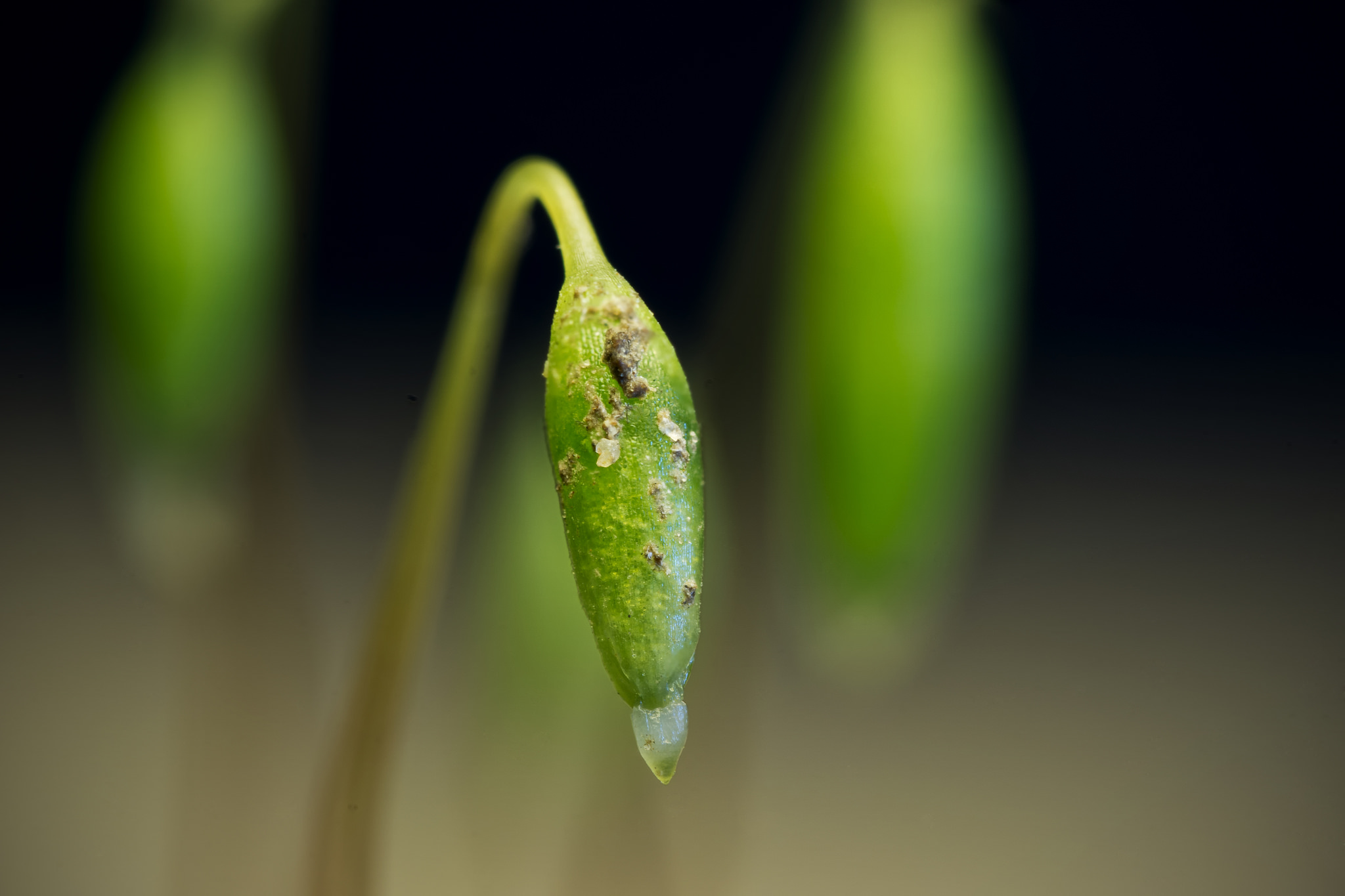 Bryum Calophyllum -- Earthpedia plant