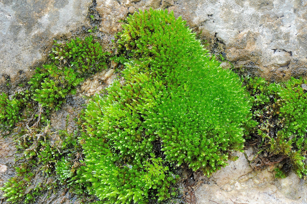 Bryum Gemmiparum -- Earthpedia plant
