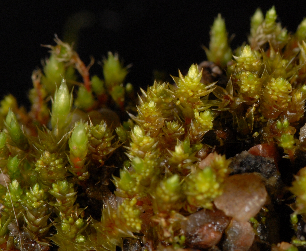 Plantsnap Identify Plants Trees Mushrooms With An App