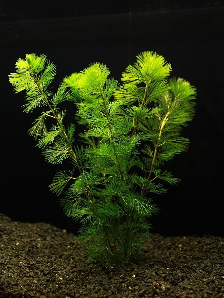 Plantsnap – Identify Plants, Trees, Mushrooms With An App