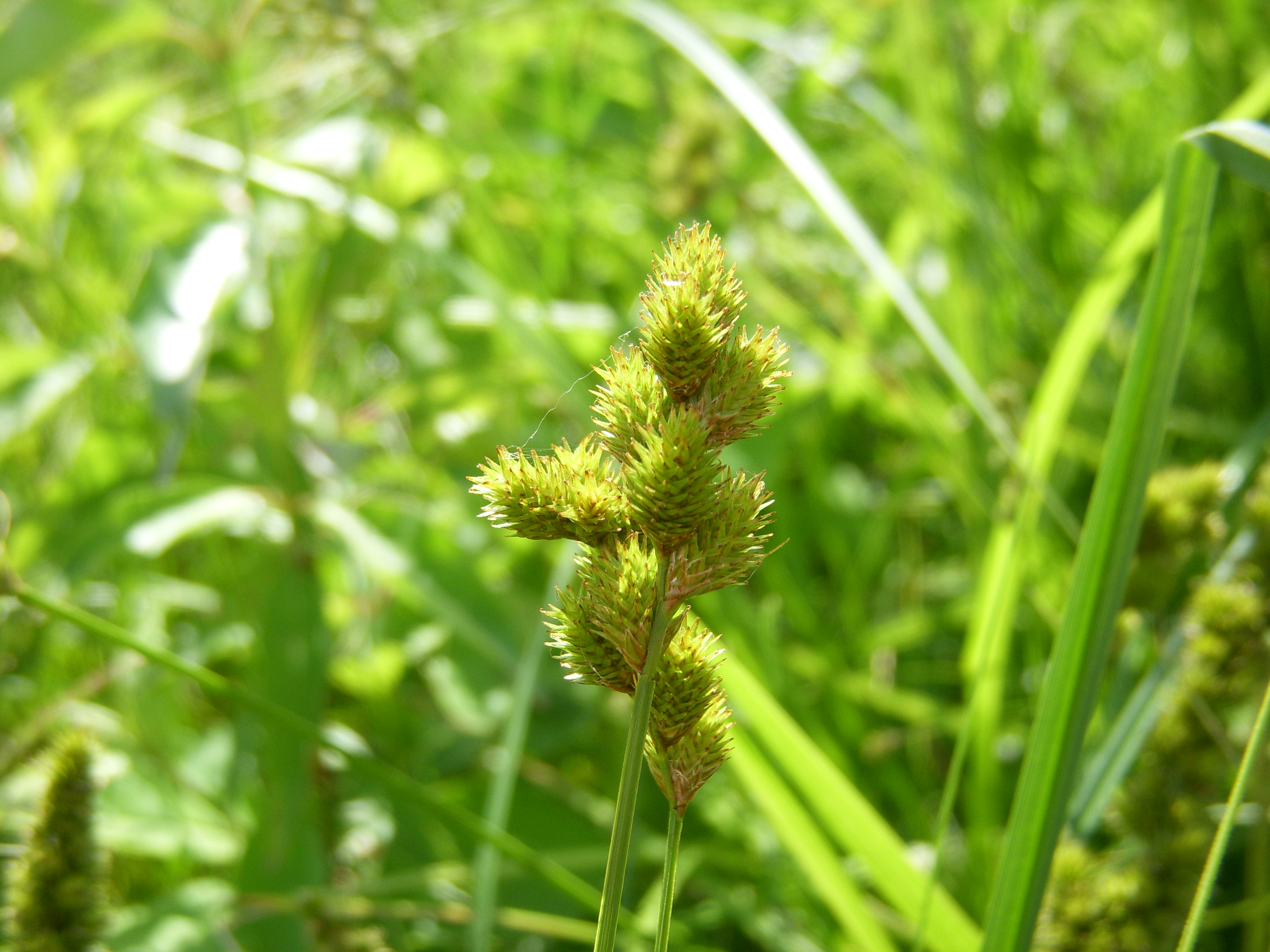 Carex Scoparia Carex Scoparia (Cyperaceae) Image 48661 At
