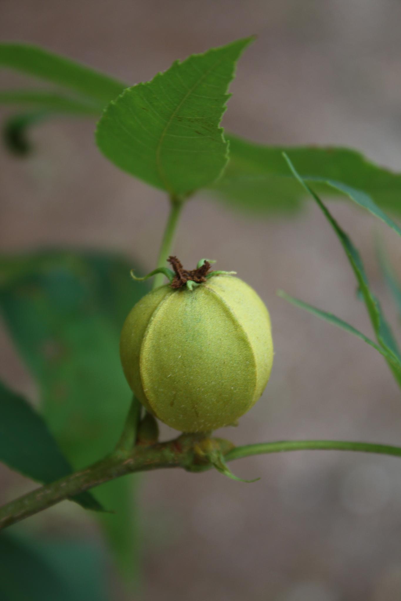 Plantsnap – Identify Plants, Trees, Mushrooms With An App