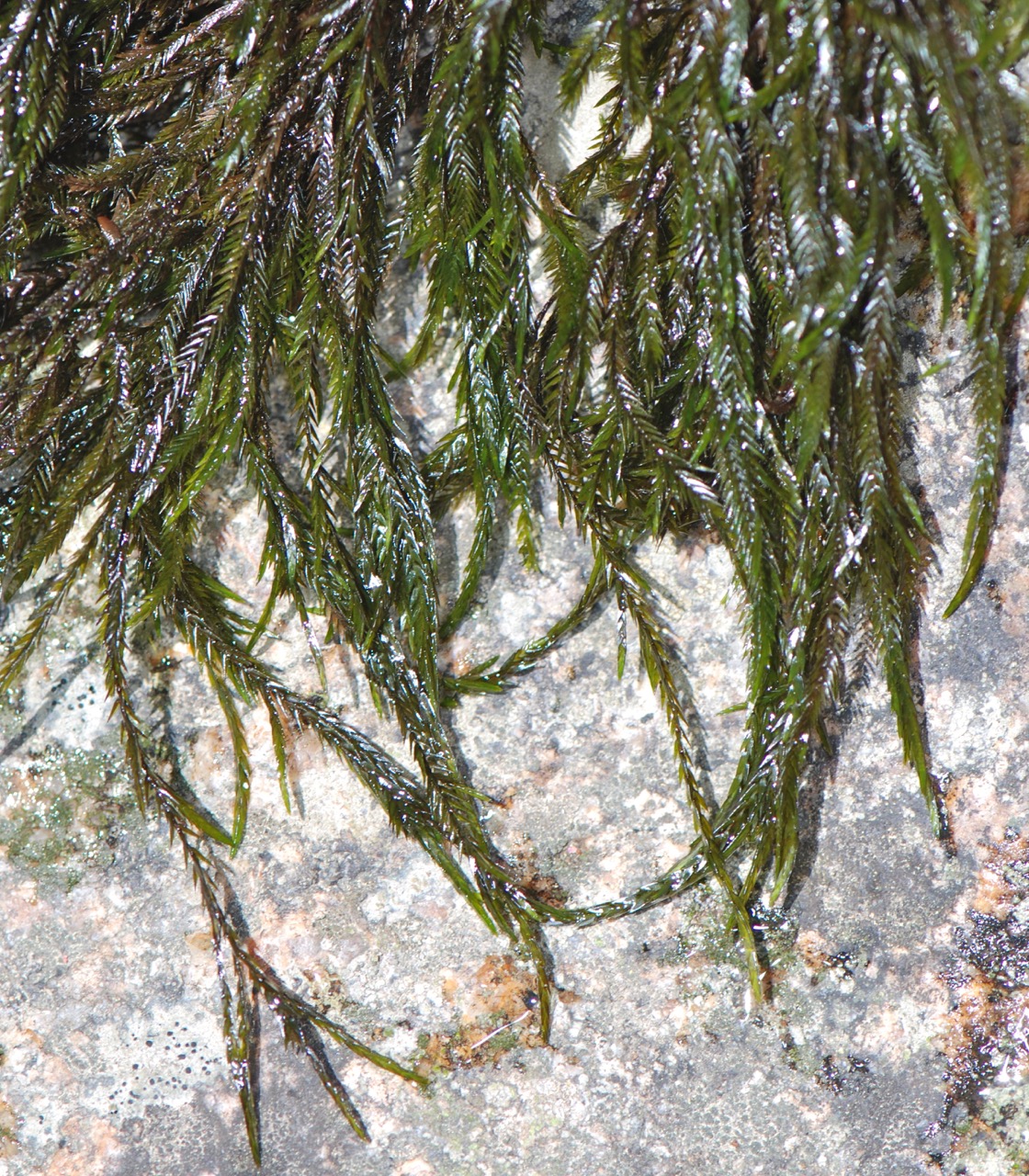 Fontinalis Neomexicana -- Earthpedia plant