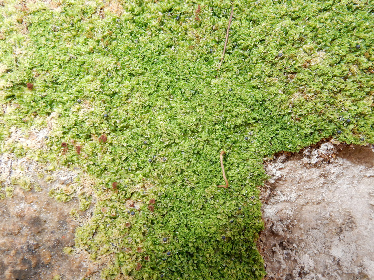 Fossombronia Lamellata -- Earthpedia plant