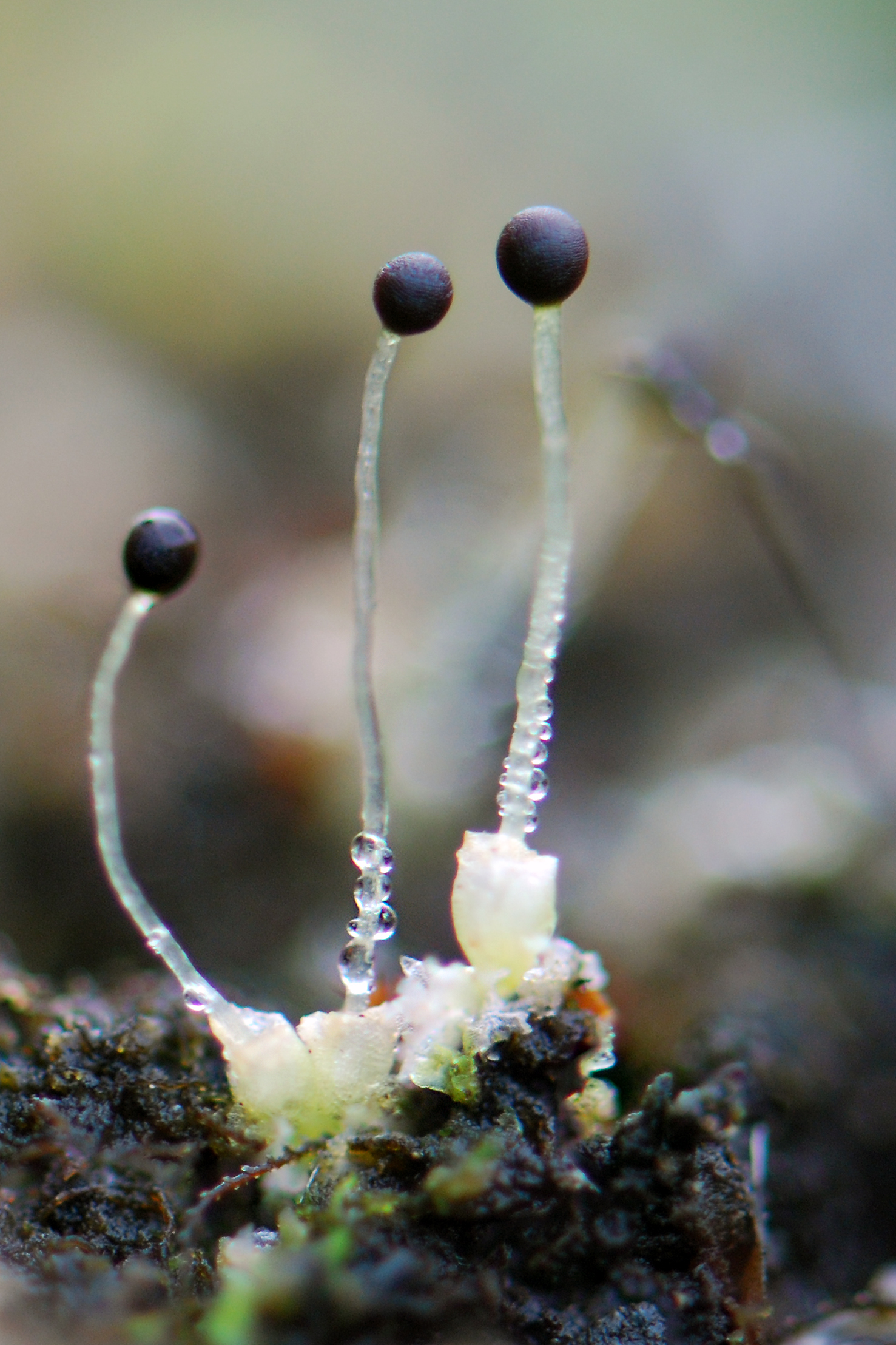 Plantsnap – Identify Plants, Trees, Mushrooms With An App