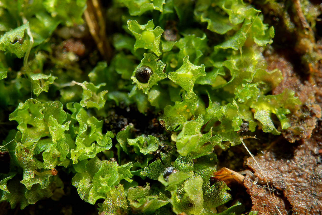 Fossombronia Wondraczekii -- Earthpedia plant