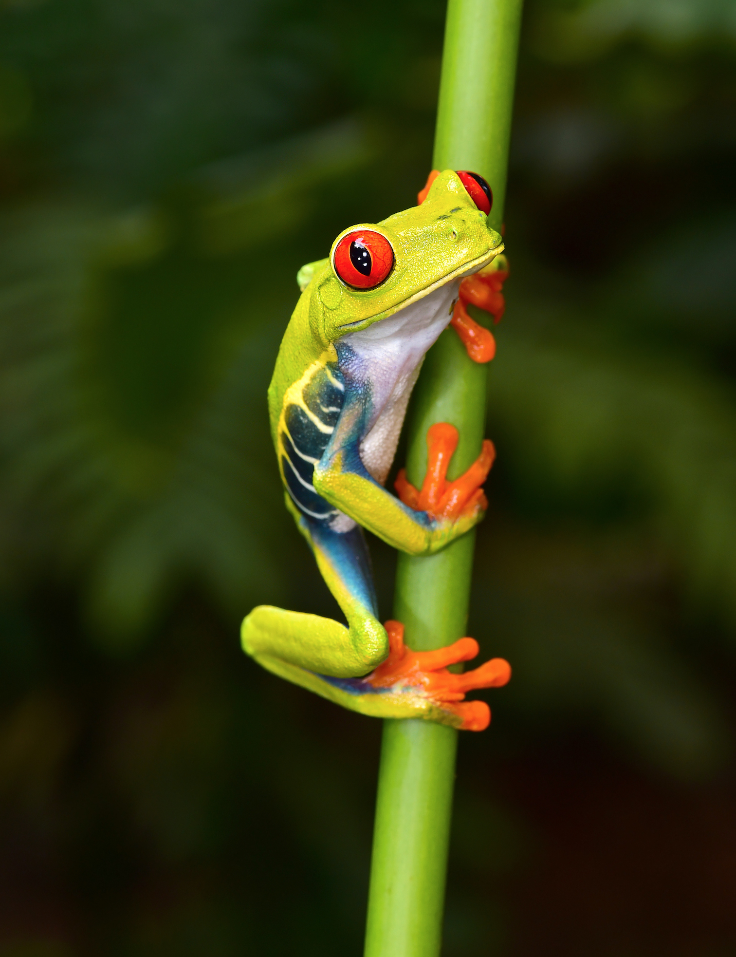 Frogs Can Defy Gravity Thanks To Their Highly Evolved Skeletons Earth