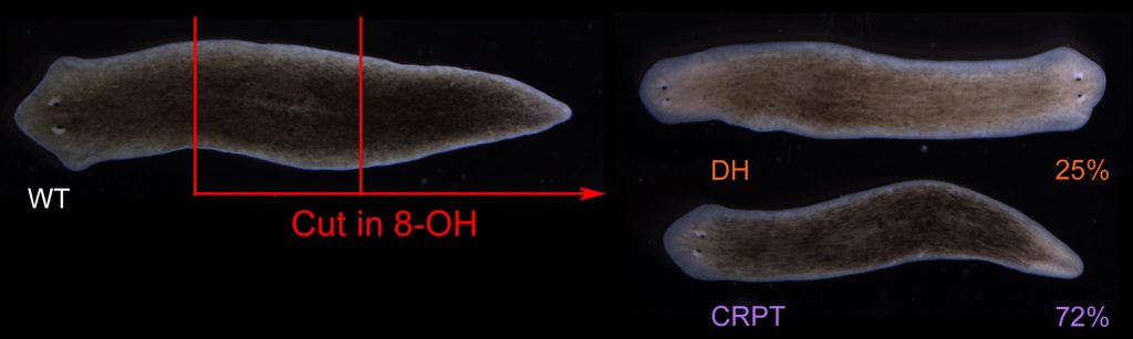 Researchers discover hidden code behind how worms regenerate - Earth.com