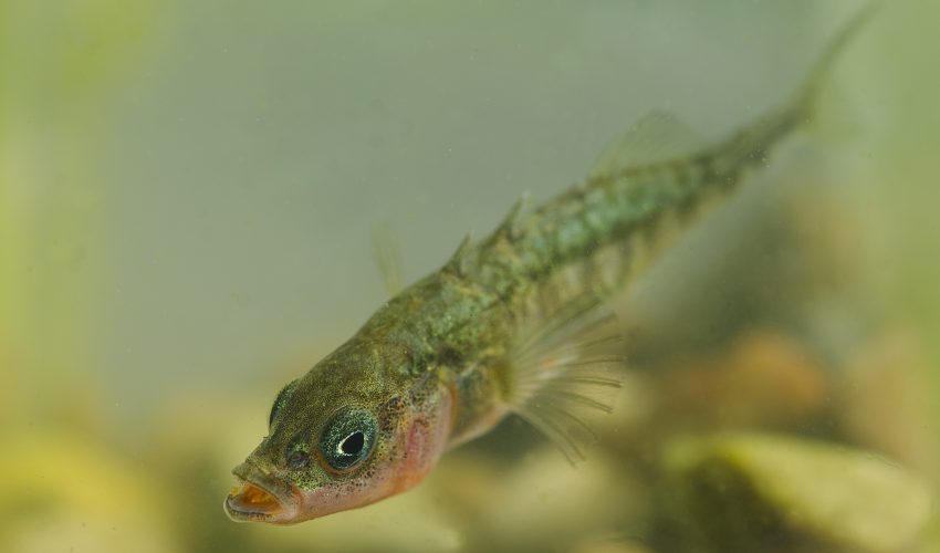 How fish prove that misfits sometimes thrive on new turf • Earth.com