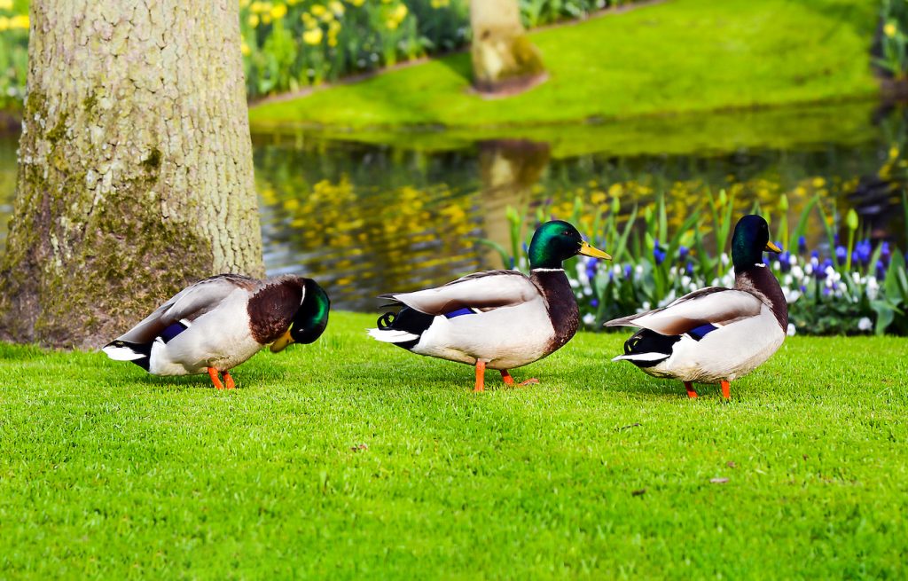 New model determines whether extinct ducks could fly • Earth.com