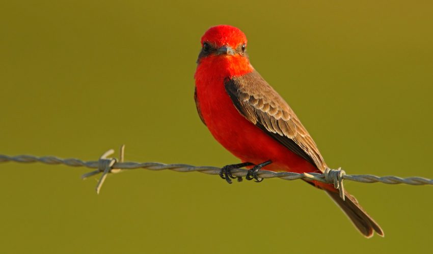 Genes determine the music of songbirds • Earth.com