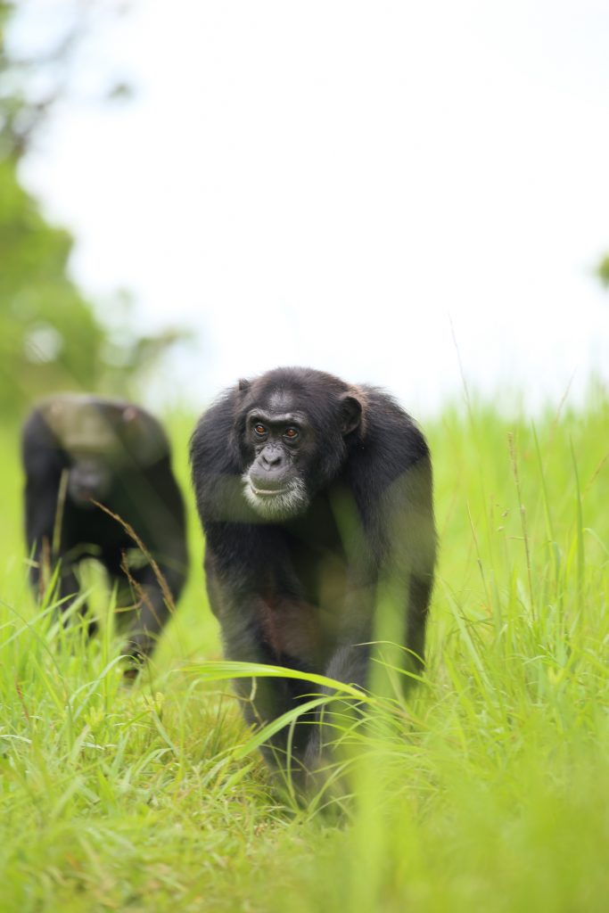 Chimpanzees patrol their territory... and it pays off • Earth.com