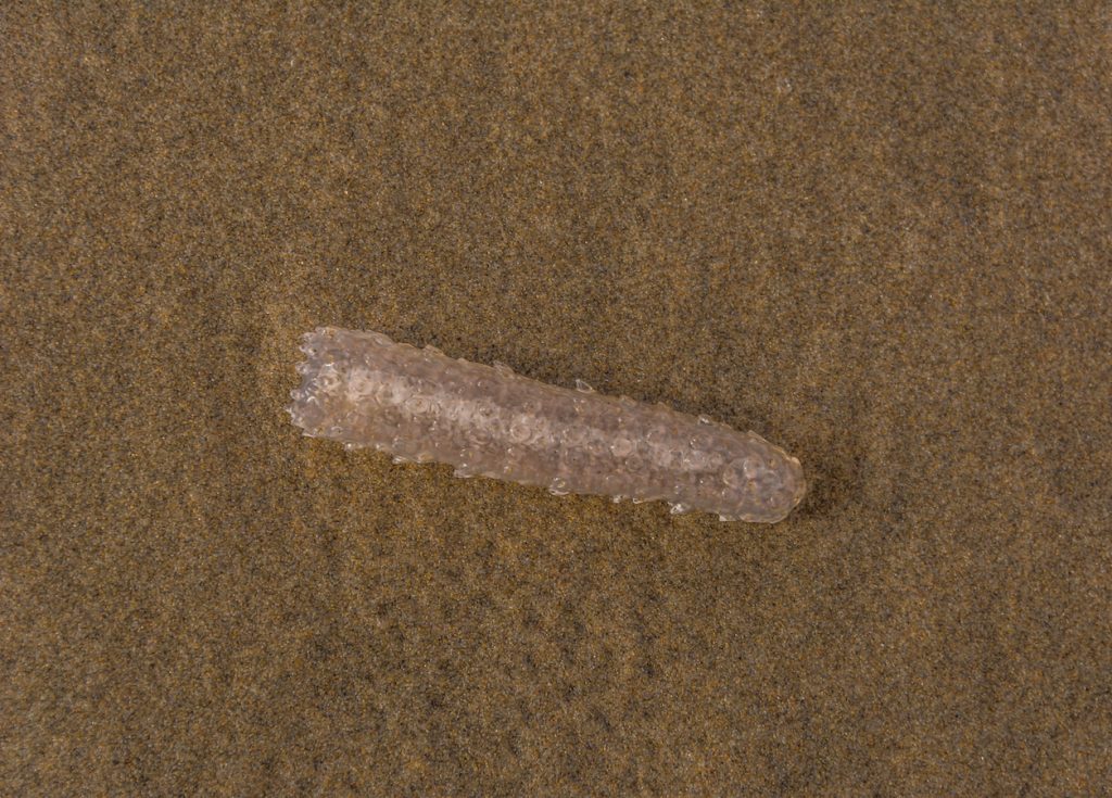 Millions of sea pickles mysteriously appear on U.S. west coast • Earth.com