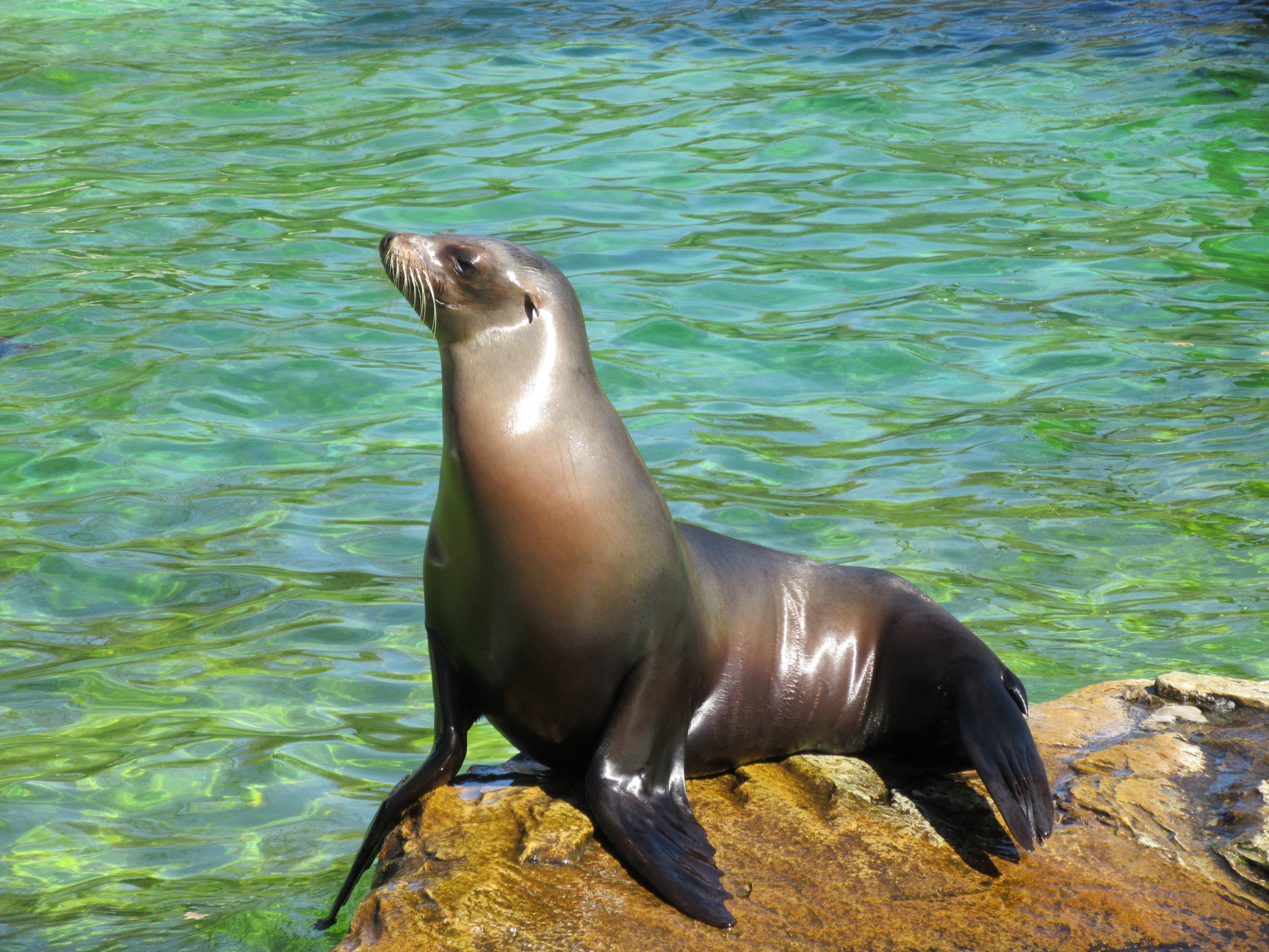 Sea Lions Suffer From Higher Ocean Temperatures Earth Sea Lions Suffer From Higher Ocean Temperatures Earth