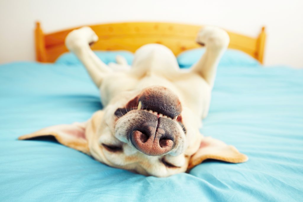 A guide to understanding what your dog means - Earth.com
