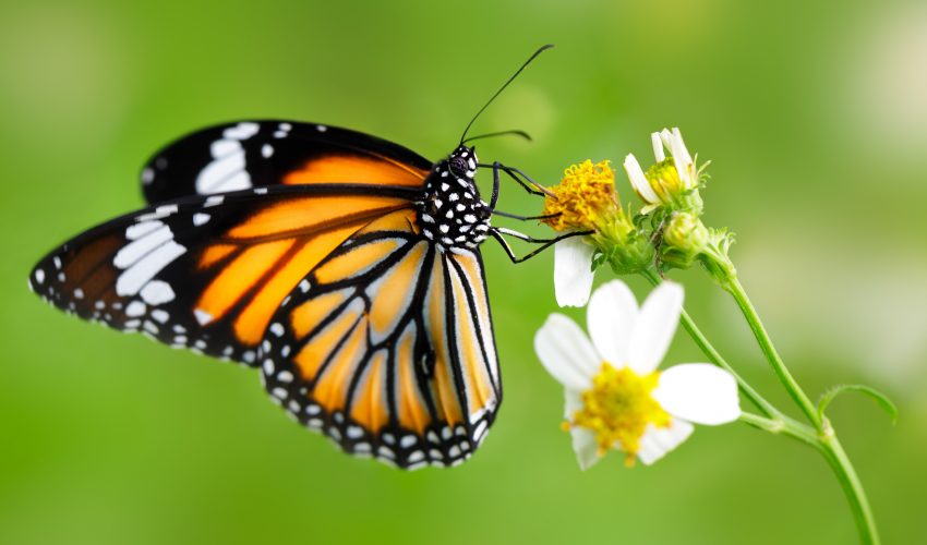 Unraveling the mystery of butterfly sex chromosomes • Earth.com