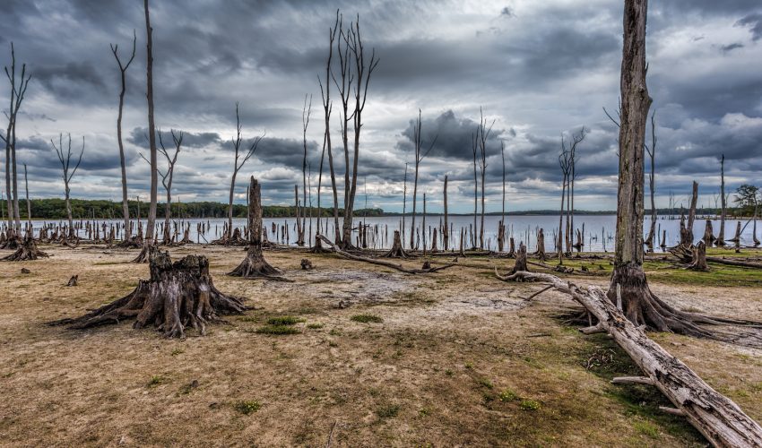 What actually causes trees to die during droughts • Earth.com