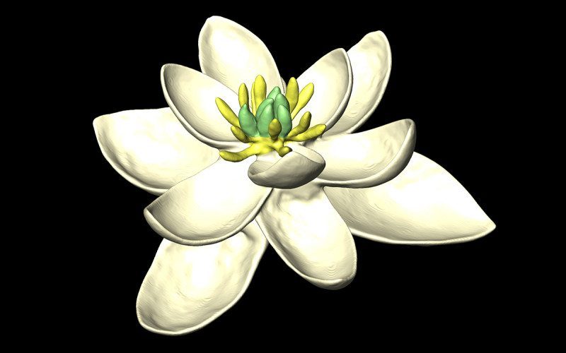 The first flower on Earth may have looked like this • Earth.com