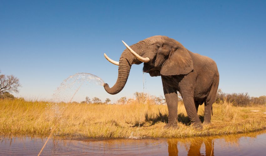New tool allows humans to speak elephant language • Earth.com