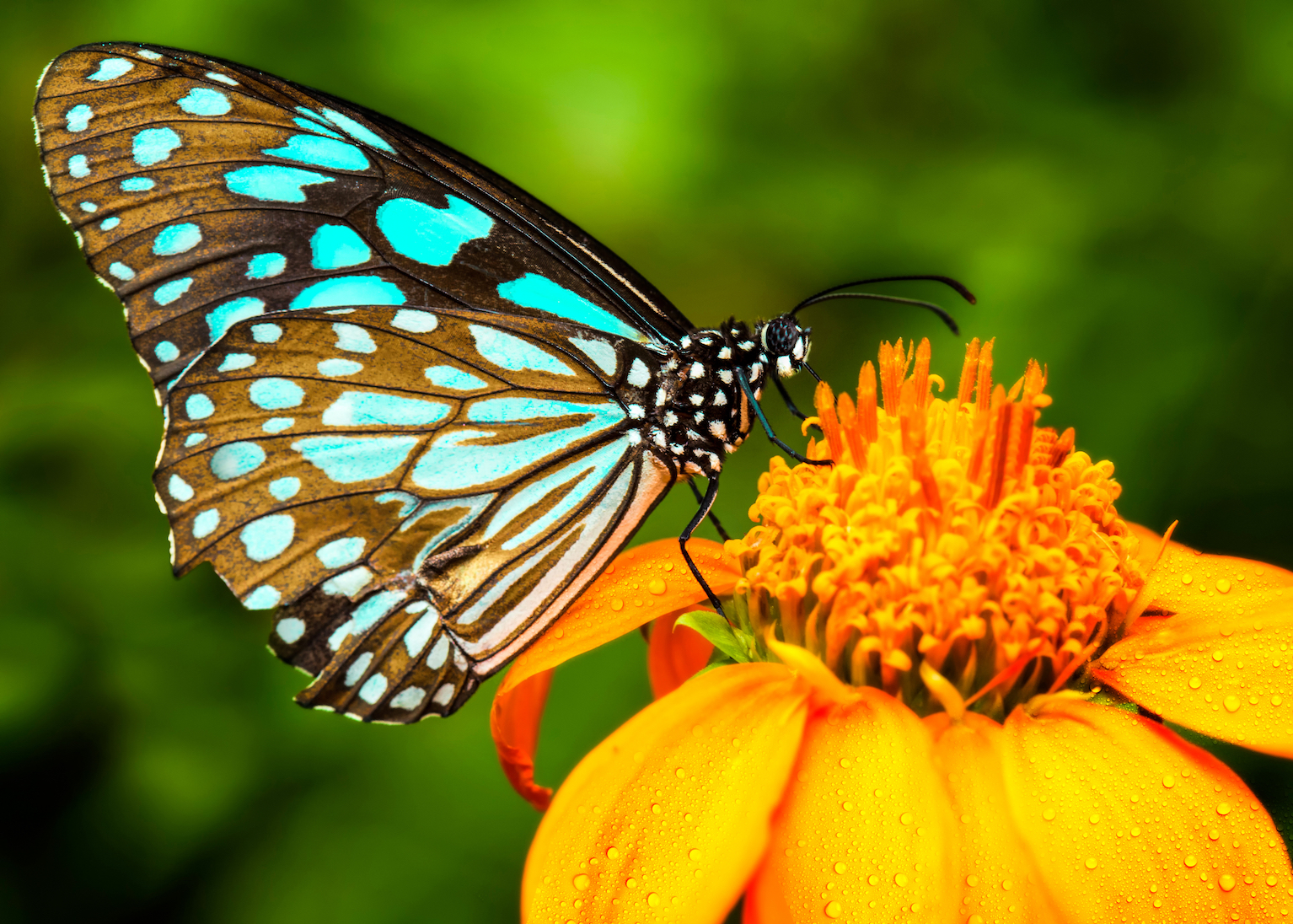 Scientists Can Now Alter Butterfly Wing Patterns Earth