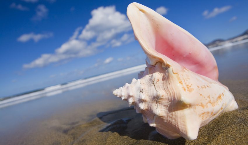 Queen conch populations declining, conservation efforts lagging • Earth.com